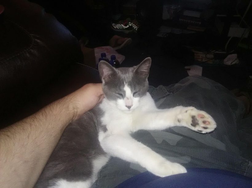 Found Grey & White Cat - Portneuf Animal Welfare Society (PAWS)